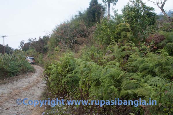 Icchey Gaon near Kalimpong is lovely village surrounded by dense forest