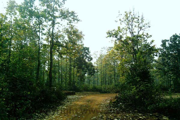 Joypur forest in Bankura district of West Bengal is a restrained place